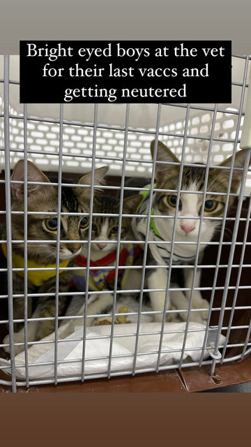Domestic Short Hair Cats For Adoption - 4 Years 11 Months, Tostados And ...