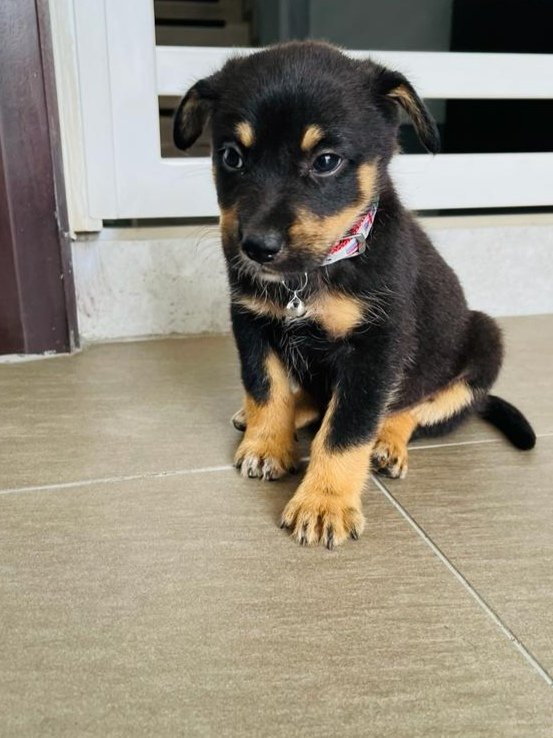 Rottweiler Mix Puppies Adopted - 2 Months, Rottweiler Mix from Wilayah ...