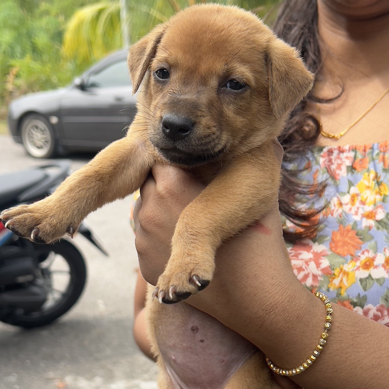 Mixed Breed Puppy Adopted - 9 Months, Hazel from Port Dickson, Negeri ...