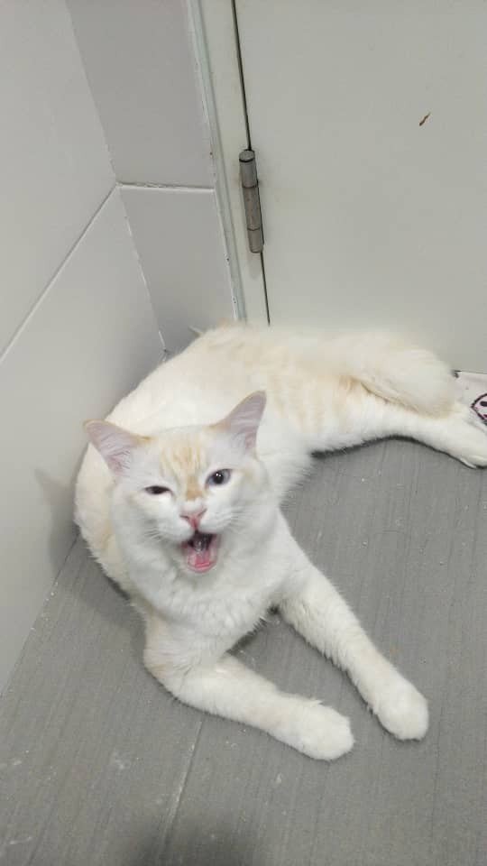 Siamese + Turkish Angora Cat For Adoption - 1 Year 10 Months, Suki from ...