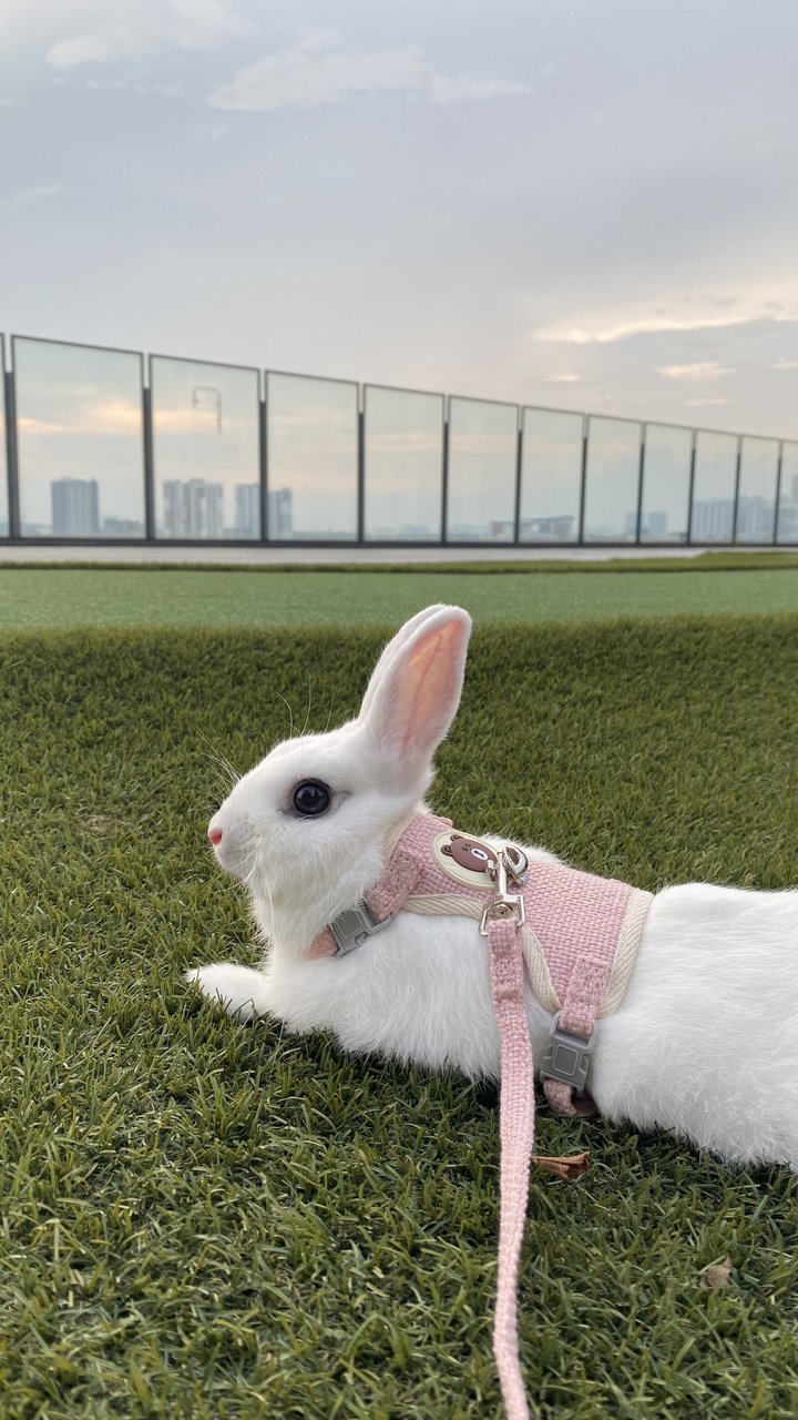 Dwarf Rabbit For Adoption - 2 Years, Minny from Cyberjaya, Selangor ...