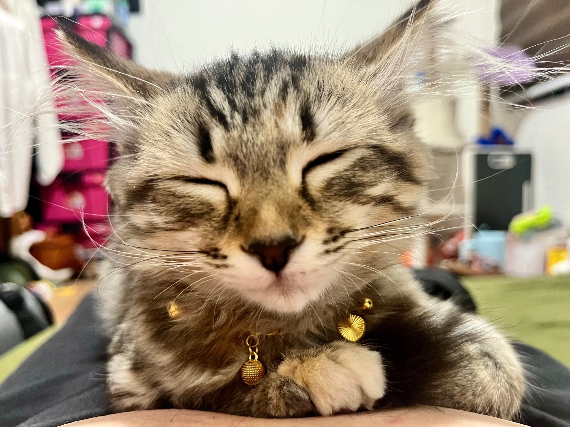 Siberian + Tabby Cat For Adoption - 1 Year 7 Months, Kenzy from Johor ...