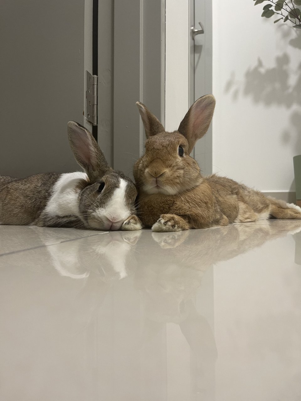 Bunny Rabbit + Dwarf Rabbits For Adoption - 4 Years 8 Months, Hugo ...