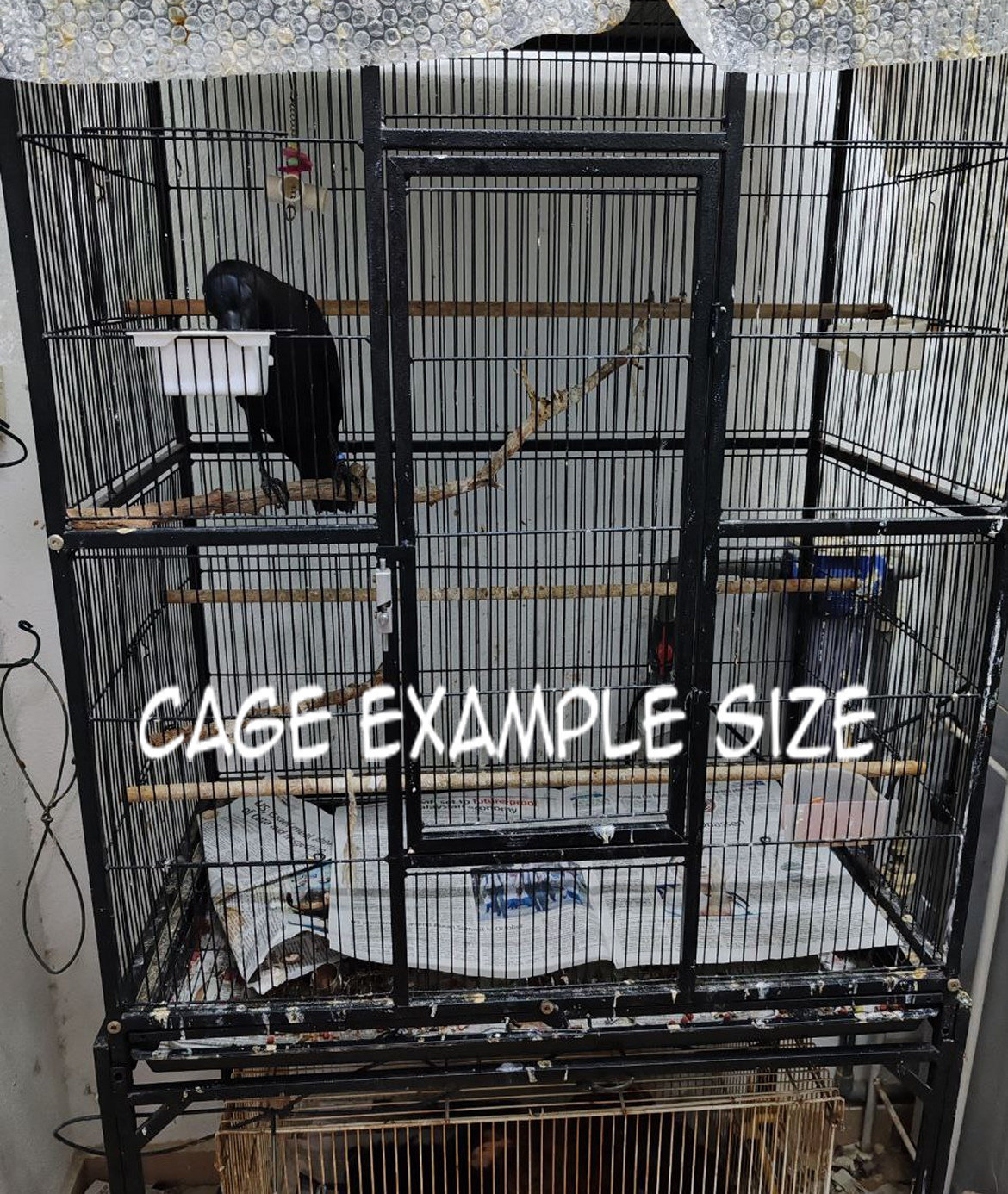 Softbill (Other) Birds Adopted - 10 Months, Zulu And Beta from Selangor ...