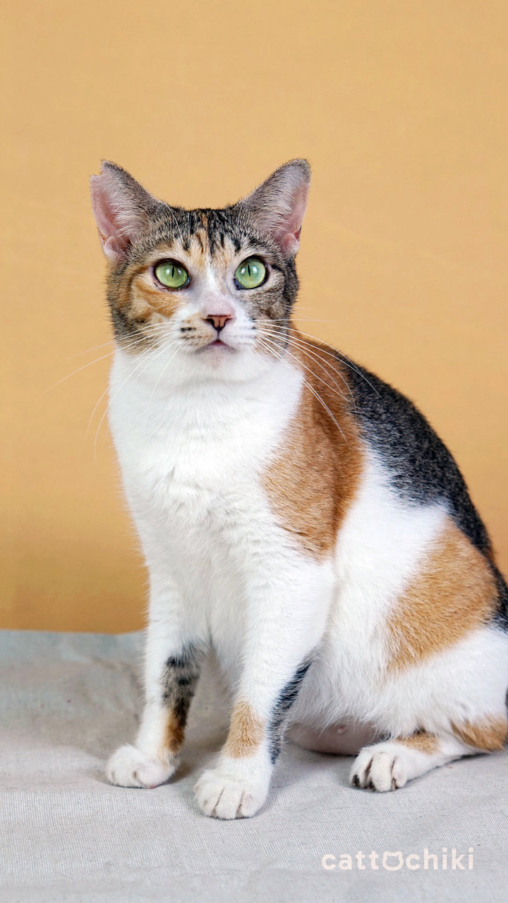 Dogs & Cats for Adoption and Sale in Malaysia. Adopt Cute Puppies ...