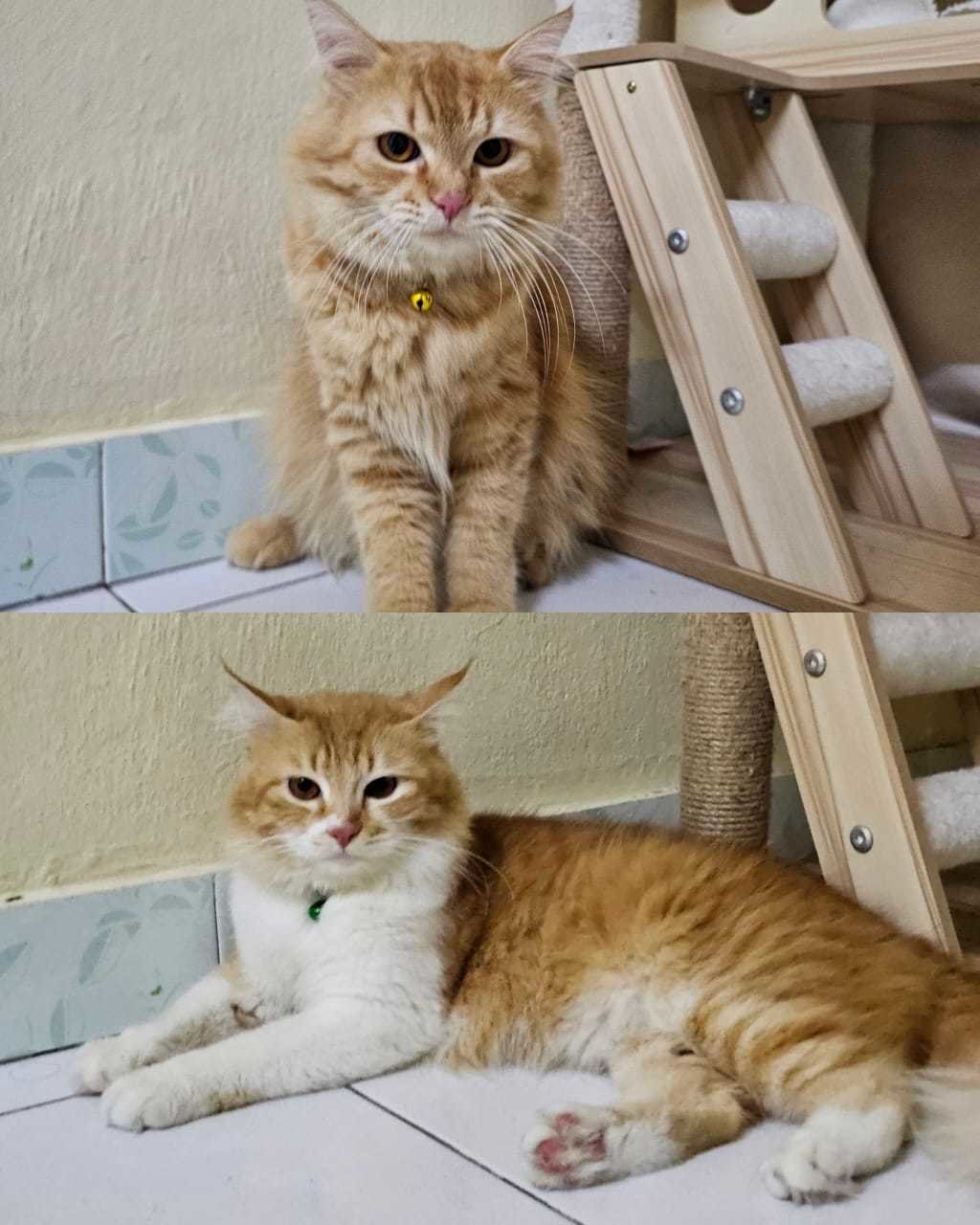 Persian Cats For Adoption - 2 Years 3 Months, Simba & Oyen from Johor ...