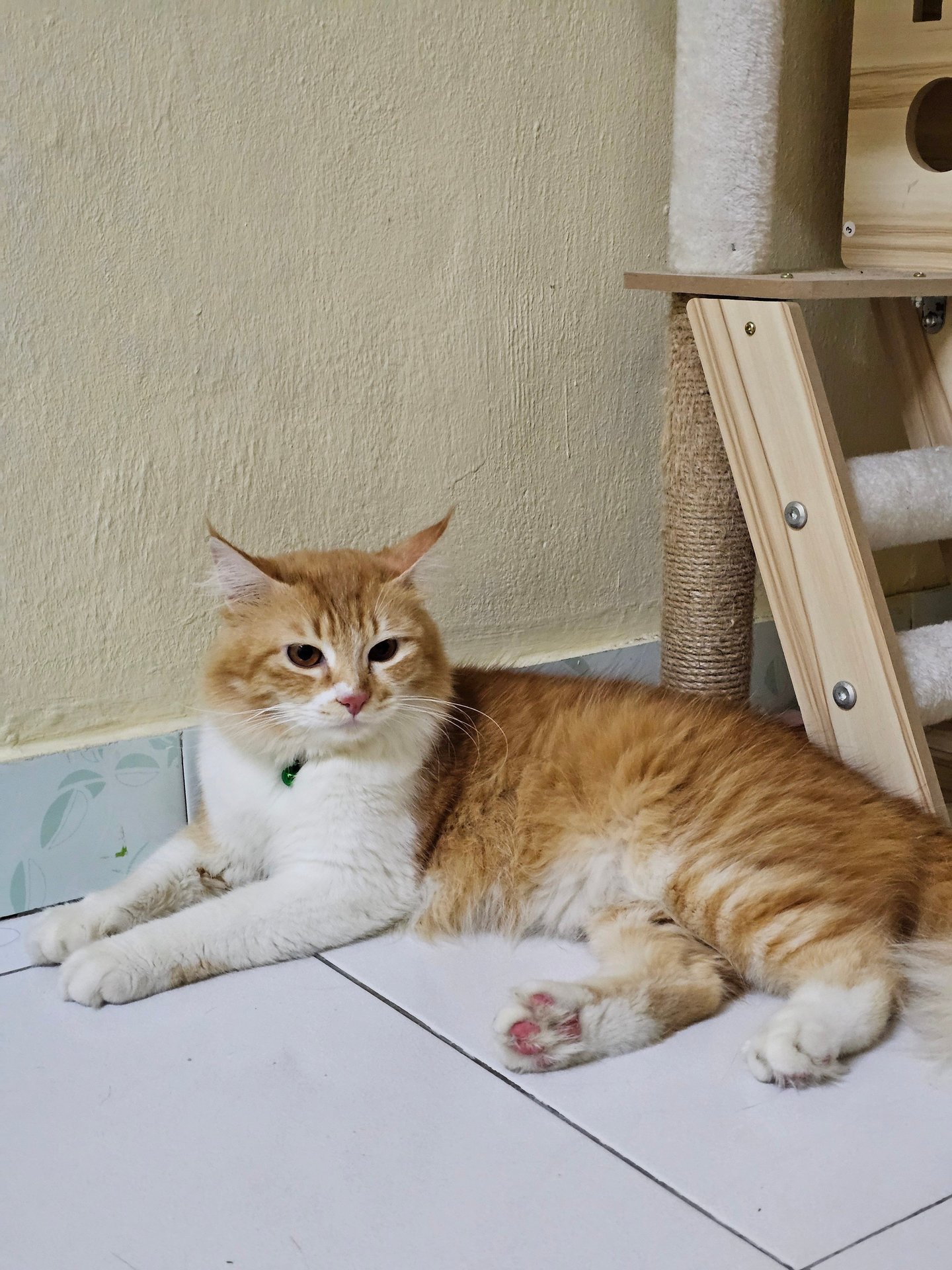 Persian Cats For Adoption - 2 Years 3 Months, Simba & Oyen from Johor ...