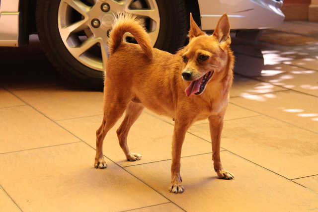 Miniature Pinscher + Pomeranian Dog Lost - 16 Years 8 Months, Dadanui ...
